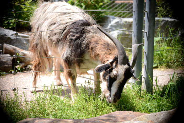Arapawa Goat - Breed Profile - Goat Journal